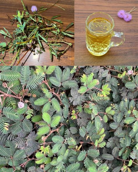 The Healing Power Of Mimosa Pudica Ten Health Benefits And How To Use