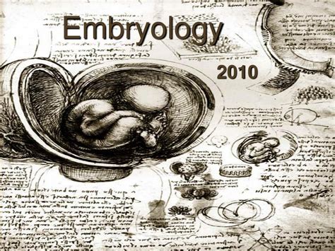 Ppt Embryology Powerpoint Presentation Free Download Id 5836925