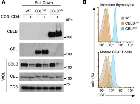 Figure From Assembly Dynamics Of The CBL And CBLB Signalosomes Semantic Scholar