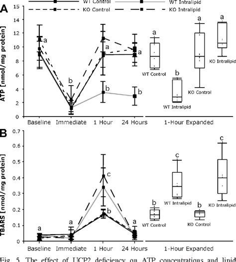 Figure 1 From Mitochondrial Uncoupling Protein 2 Deficiency Protects Steatotic Mouse Hepatocytes