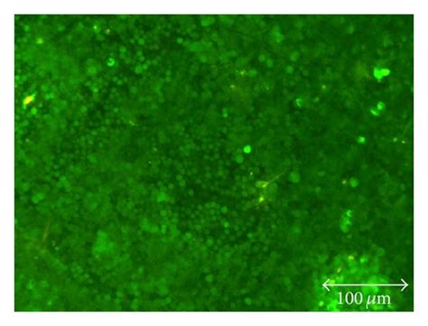 After 7 Days Of Culture With L929 Cells Seeded On A B Pcl And C D