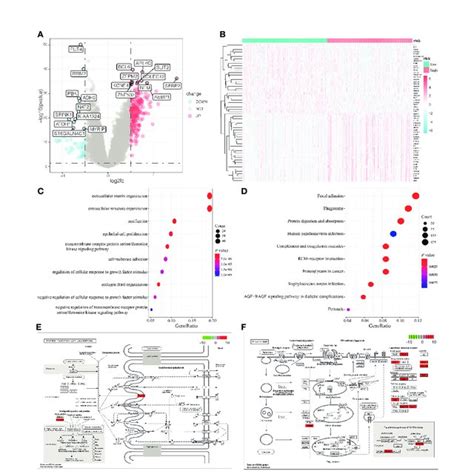 Deg Analysis And Functional Enrichment Analysis Based On The Download Scientific Diagram