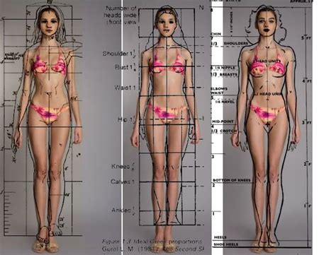 Ideal Female Anatomyproportions Female Anatomy Female Skeleton Female Human