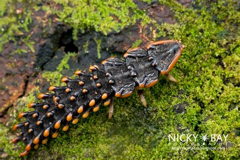 Trilobite Beetles “prehistoric” Creatures Of Our Forests Macro