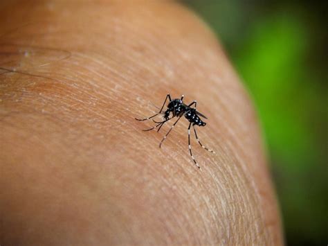 Premium Photo Aedes Aegypti The Yellow Fever Mosquito Biting On A Man