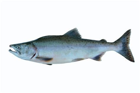 Salmon Identification Guide — Our Wild Puget Sound