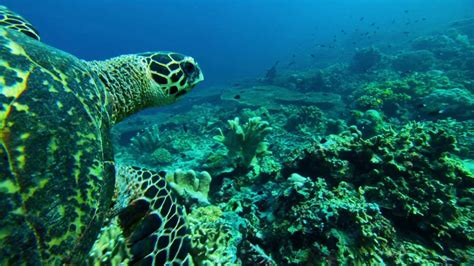 Secret Life Of Predators Hawksbill Sea Turtle On Vimeo