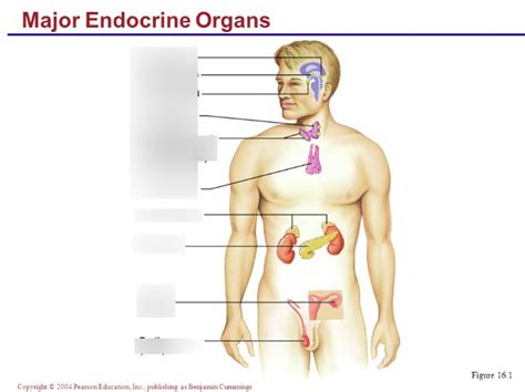Hormones Diagram Quizlet Hormones Diagram Quizlet