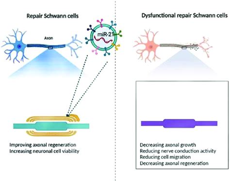 Schematic Representation Of Various Phenotypic Schwann Cells Mature Download Scientific