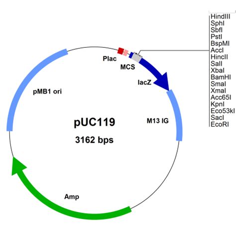 Plasmid Vector Map
