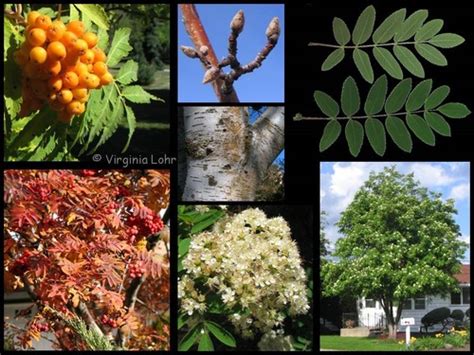 Horticulture Trees Flashcards Quizlet