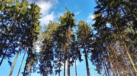 森林 树木 视图 Pixabay上的免费照片 Pixabay