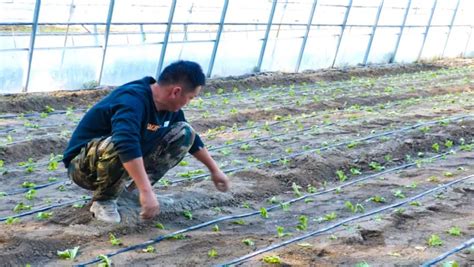 新疆巩留：大棚蔬菜栽种忙 奏响田园新乐章