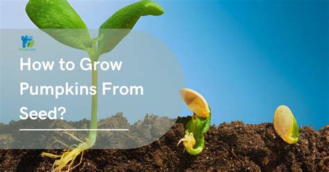 How To Grow Pumpkins From Seed A Step By Step Guide