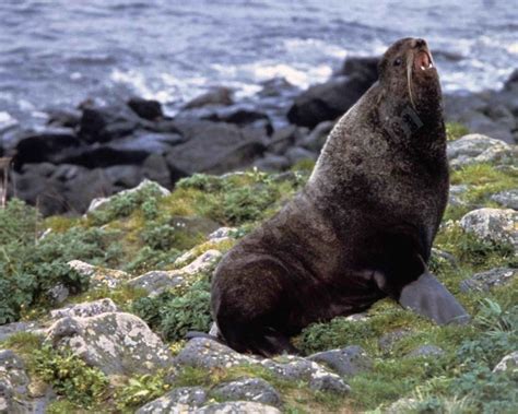 Top 10 Endangered Marine Species Hopfar