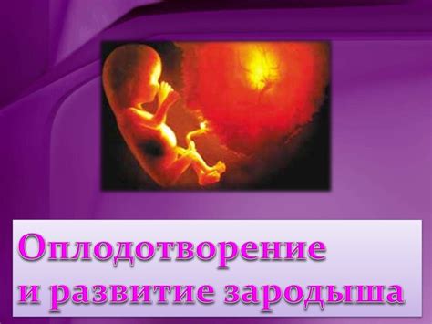 Оплодотворение и развитие зародыша презентация онлайн