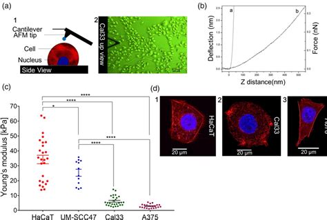 Cellular Stiffness Is Associated With Sensitivity To Ultrasound