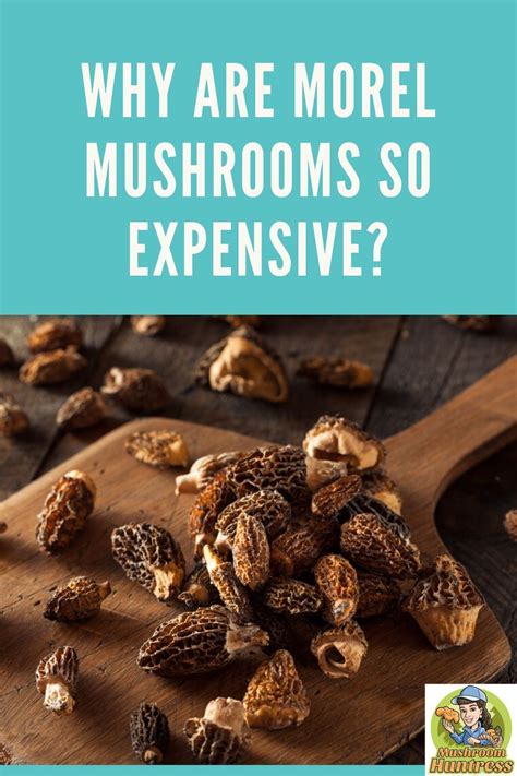 Why Are Wild Morel Mushrooms So Expensive Artofit