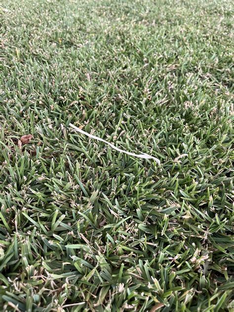 Sent In From Jason Earnshaw In Darkan He Had Grass Falling From The