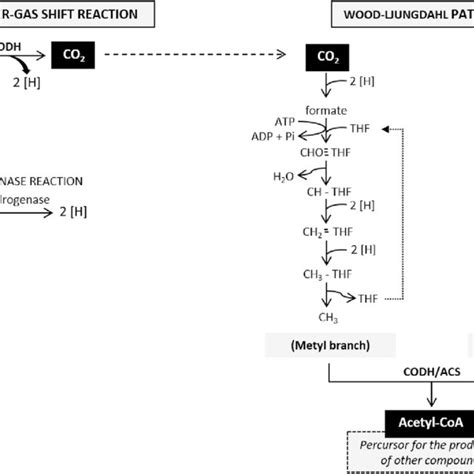 Schematic Representation Of Wood Ljungdahl Pathway Codh Carbon