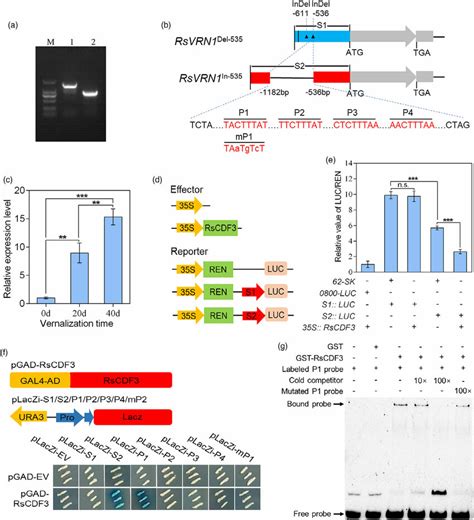 Rscdf3 Can Directly Binds To The Promoter Of Rsvrn1 In 536 Allele A Download Scientific