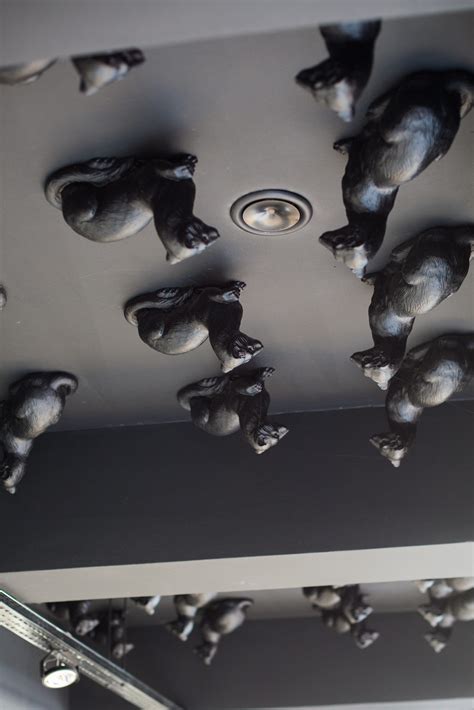 Łasice W Nolio Restauracja Nolio