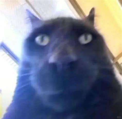 《震惊脸黑猫表情包，瞪大双眼的模样超可爱》 一大堆丑不拉几的猫咪表情包 表情包图片动图 求表情网斗图从此不求人