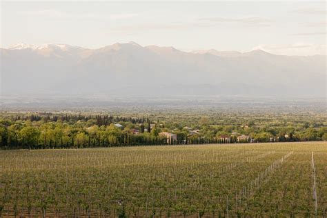 Vazisubani მაისი ვაზისუბნის მამულში პირველი დიდი გამოღვიძება