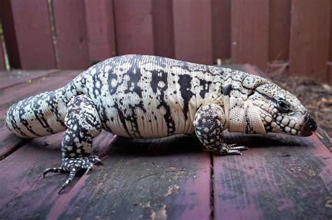 Tegu Magbot Robotul Din Blocuri Magnetice