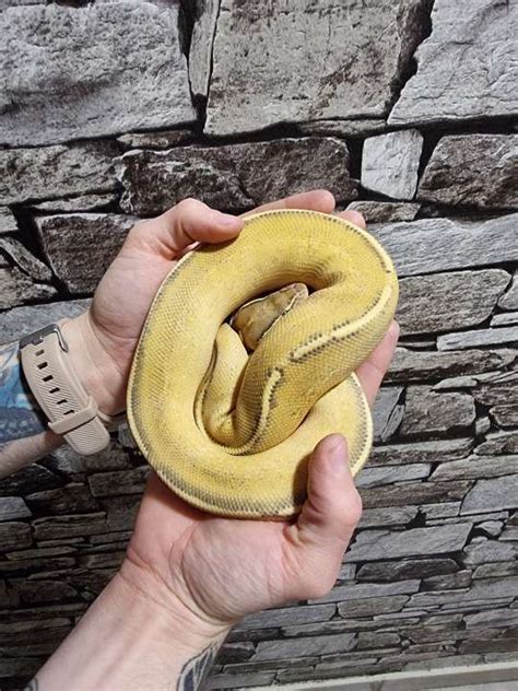 Python Regius Ball Python Spodnji Duplek