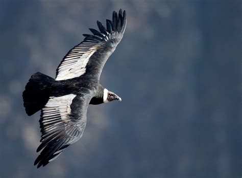 Majestic Bald Eagle In Flight Andean Condor Tattoo Design Peruvian