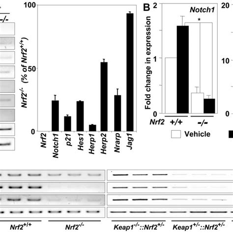 Differential Expression Of Notch1 And Related Genes In Wild Type Nrf2