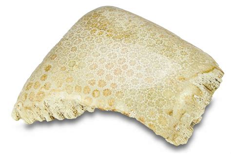 315 Polished Fossil Coral Head Indonesia 293827 For Sale