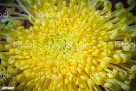 아름 다운 하이브리드 국화 꽃 국화 또는 Chrysanths는 가족 국화과에 속 국화의 꽃 식물입니다 그들은 아시아와 북동부