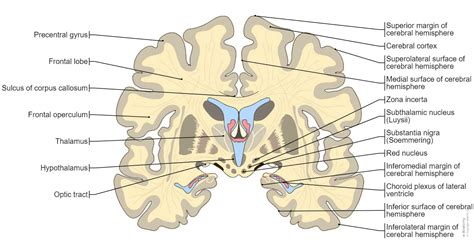 Coronal Cross Section Of Brain 4 Diagram Quizlet