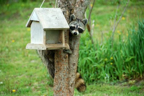 How To Keep Raccoons Out Of Bird Feeders Nature Blog Network