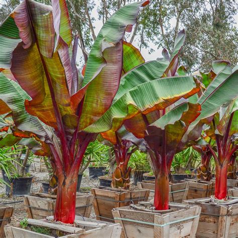 Red Banana Tree Shrubs Moon Valley Nurseries