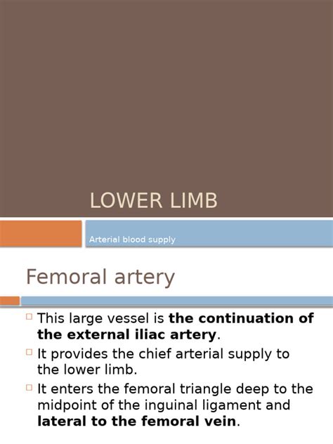 Arterial Supply Lower Limb Pdf
