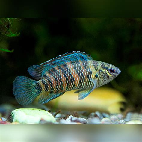 Badis Badis Badis Badis