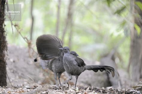 コトドリ 求愛 Superb Lyrebird
