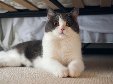 リアルハチワレちゃんがハチワレを見てる。テレビっ子な猫ちゃんに癒されます！