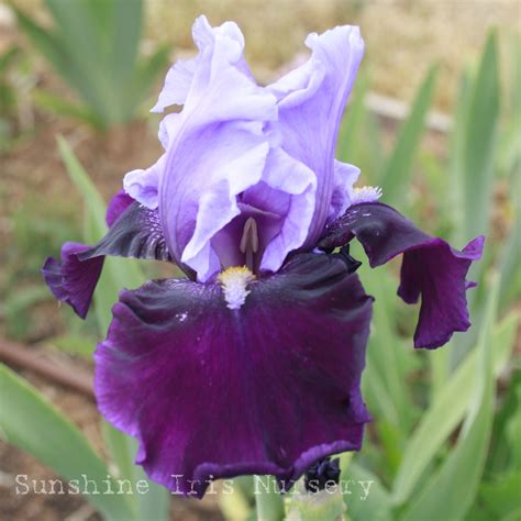 Bluebird Wine Iris Flowers Iris Bulbs Sunshine Iris And Daylily Nursery