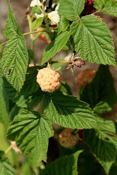 Anne Raspberry Rubus Idaeus Anne In Great Barrington Berkshires Pittsfield Stockbridge