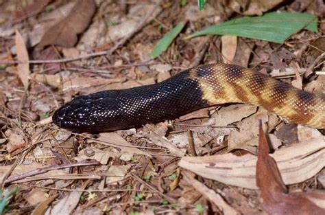 Species Profile—aspidites Melanocephalus Black Headed Python
