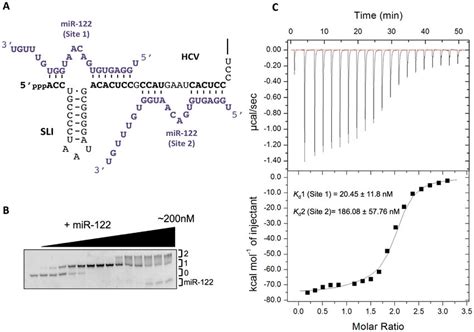 Mir 122 Binds To The Hcv 5 Terminus With A 21 Stoichiometry A Model