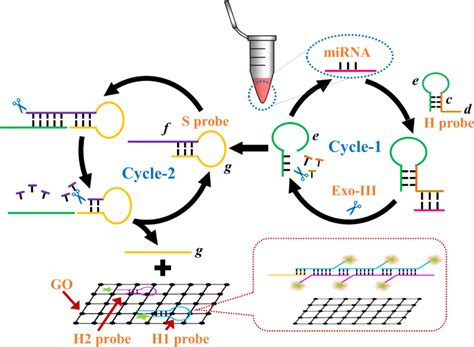 The Working Mechanism Of The Go Based Approach For Mirna Detection