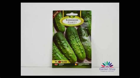 Kисели краставички в саламура в пластмасово шише семе Youtube