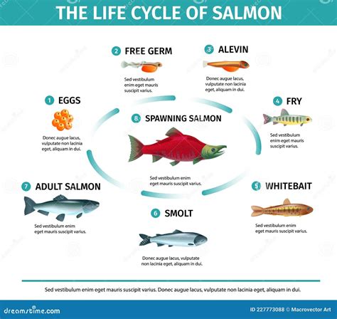 Salmon Life Cycle Vector Illustration 221810854