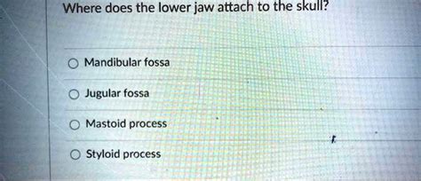 Solved Where Does The Lower Jaw Attach To The Skull Mandibular Fossa