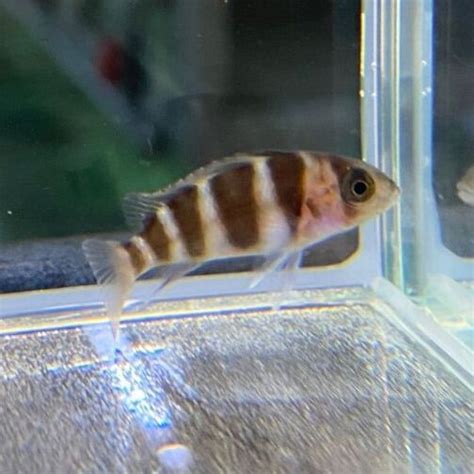 キフォティラピアフロントーサ 3cm 1匹 不二熱帯魚